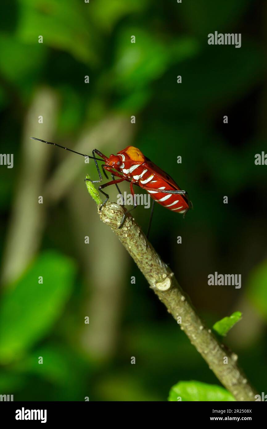 Cotton stainer on branches Stock Photo - Alamy