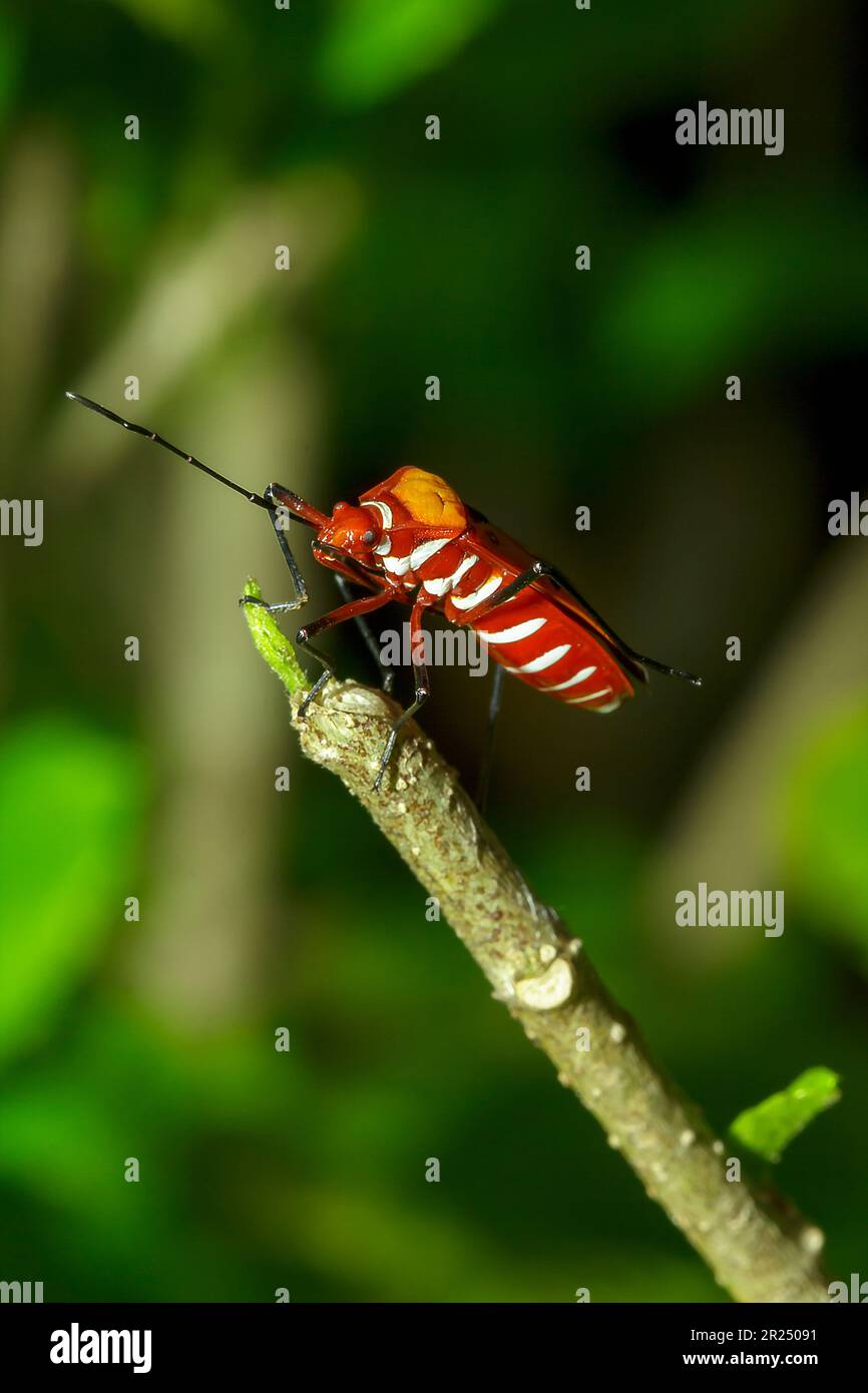 Cotton stainer on branches Stock Photo - Alamy