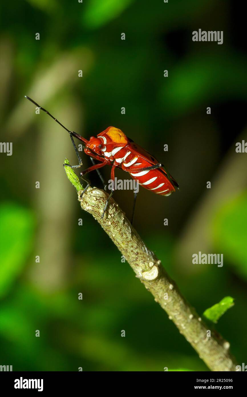 Cotton stainer on branches Stock Photo - Alamy