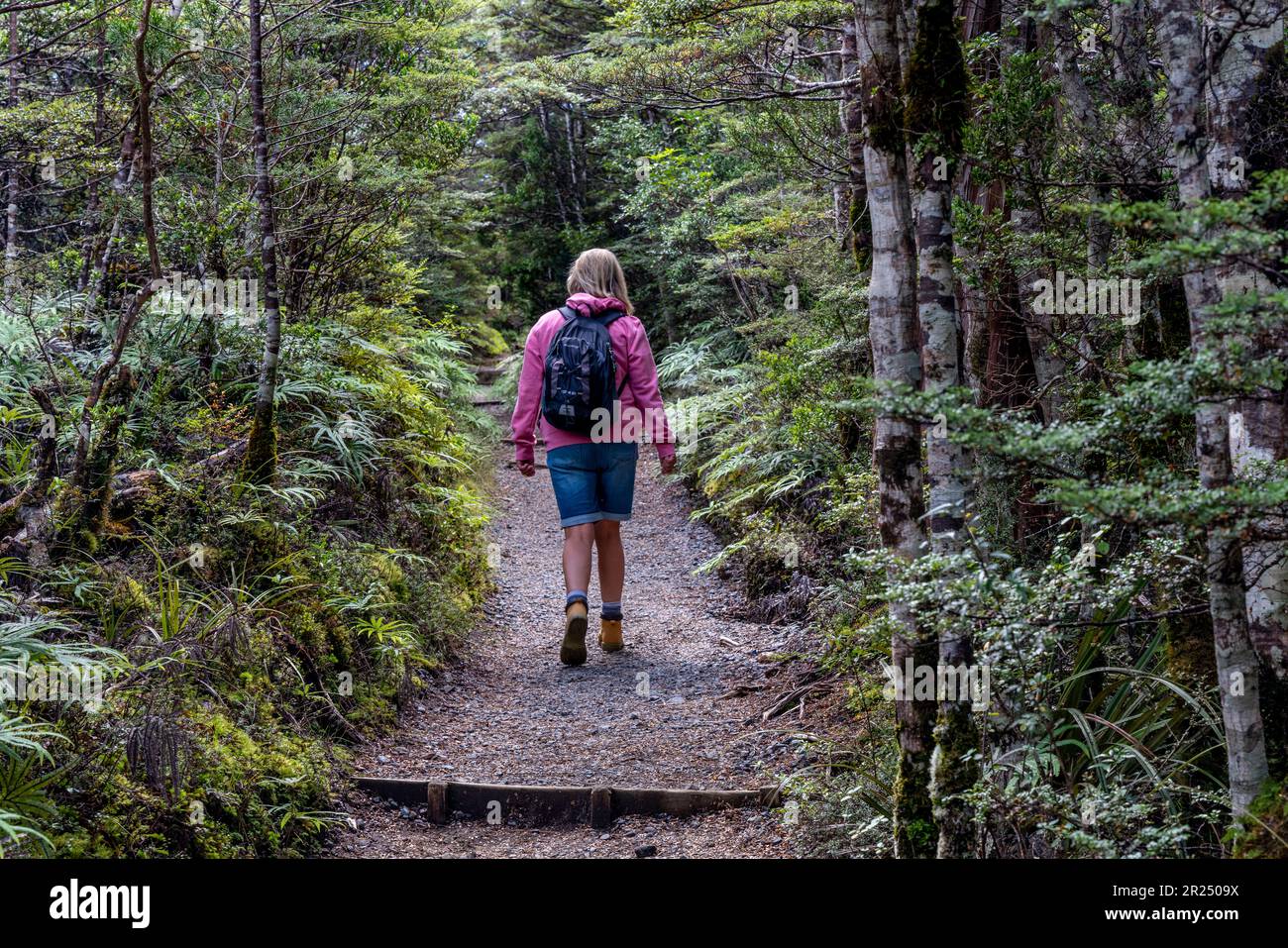 Waitonga falls walk hi-res stock photography and images - Alamy