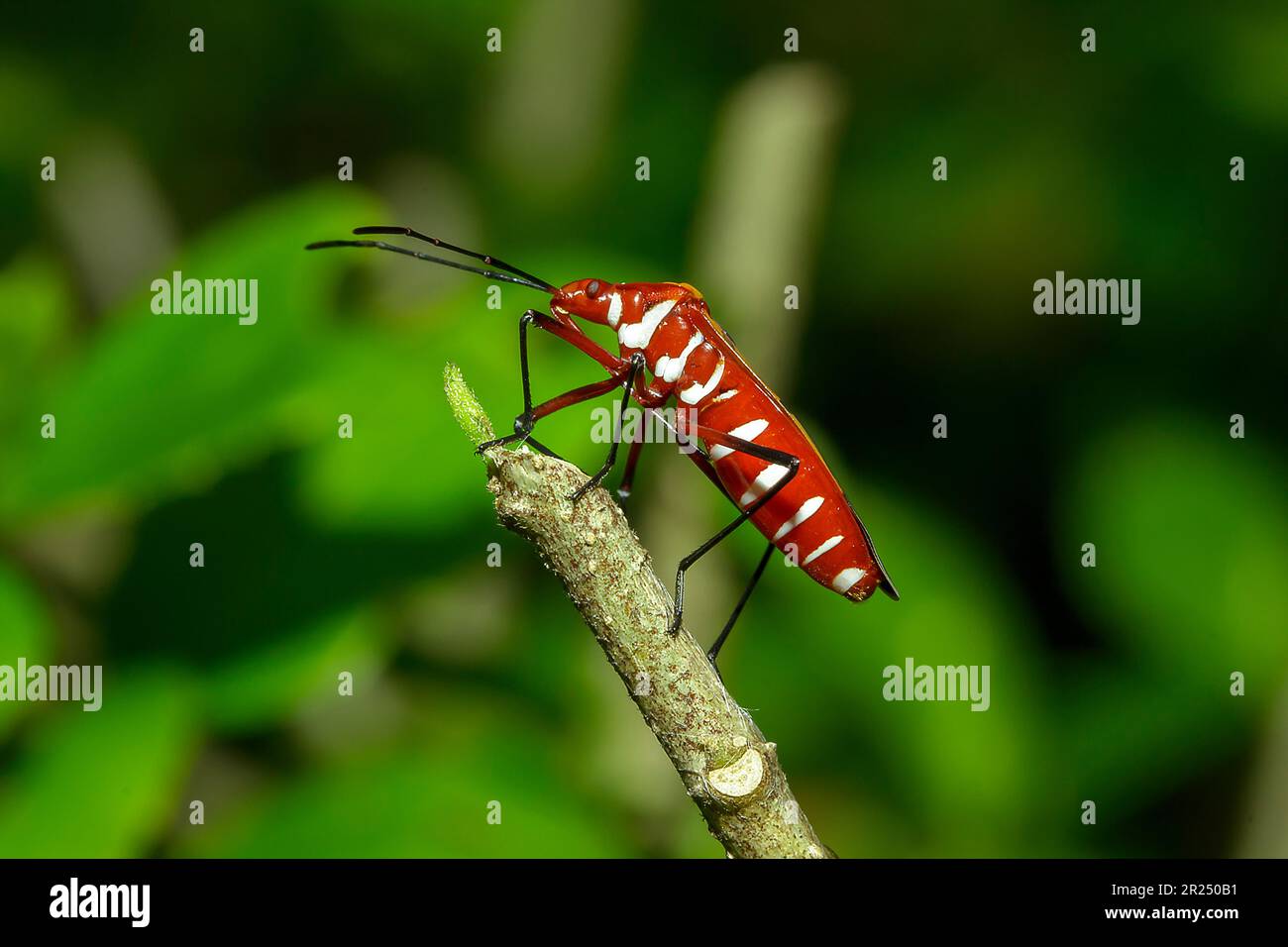 Cotton stainer on branches Stock Photo - Alamy
