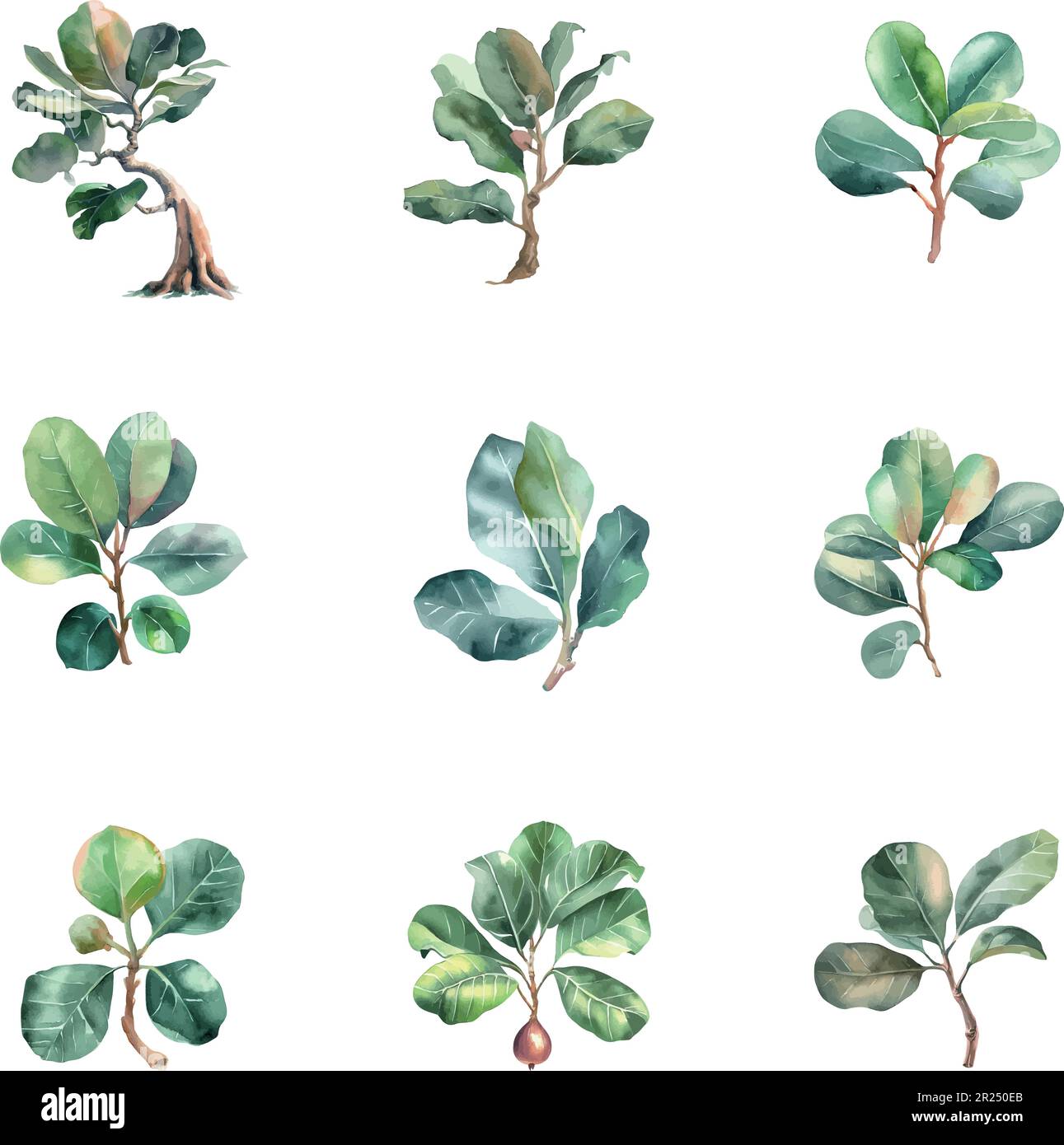 Watercolor set of green leaves isolated on white background. Indian ...