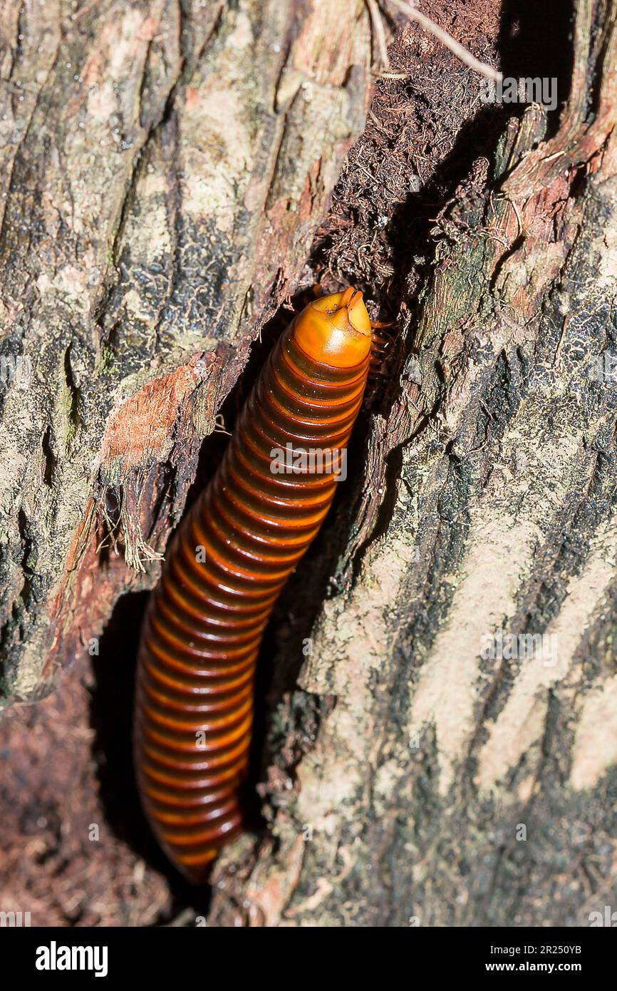 Millipedes on dry trees Stock Photo - Alamy