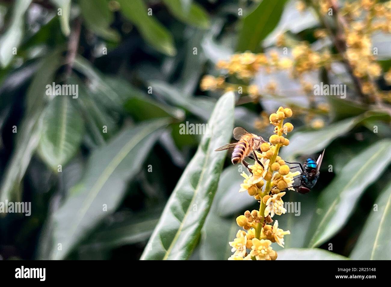 in human perspective, bee as a beneficial species or insect and fly as ...