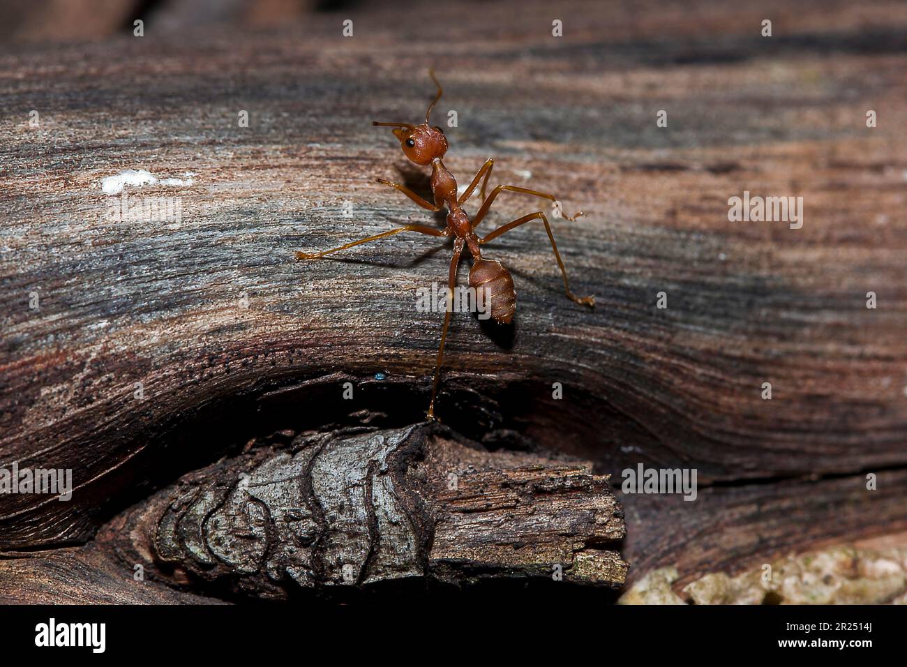 Red wood ants working on hi-res stock photography and images - Alamy