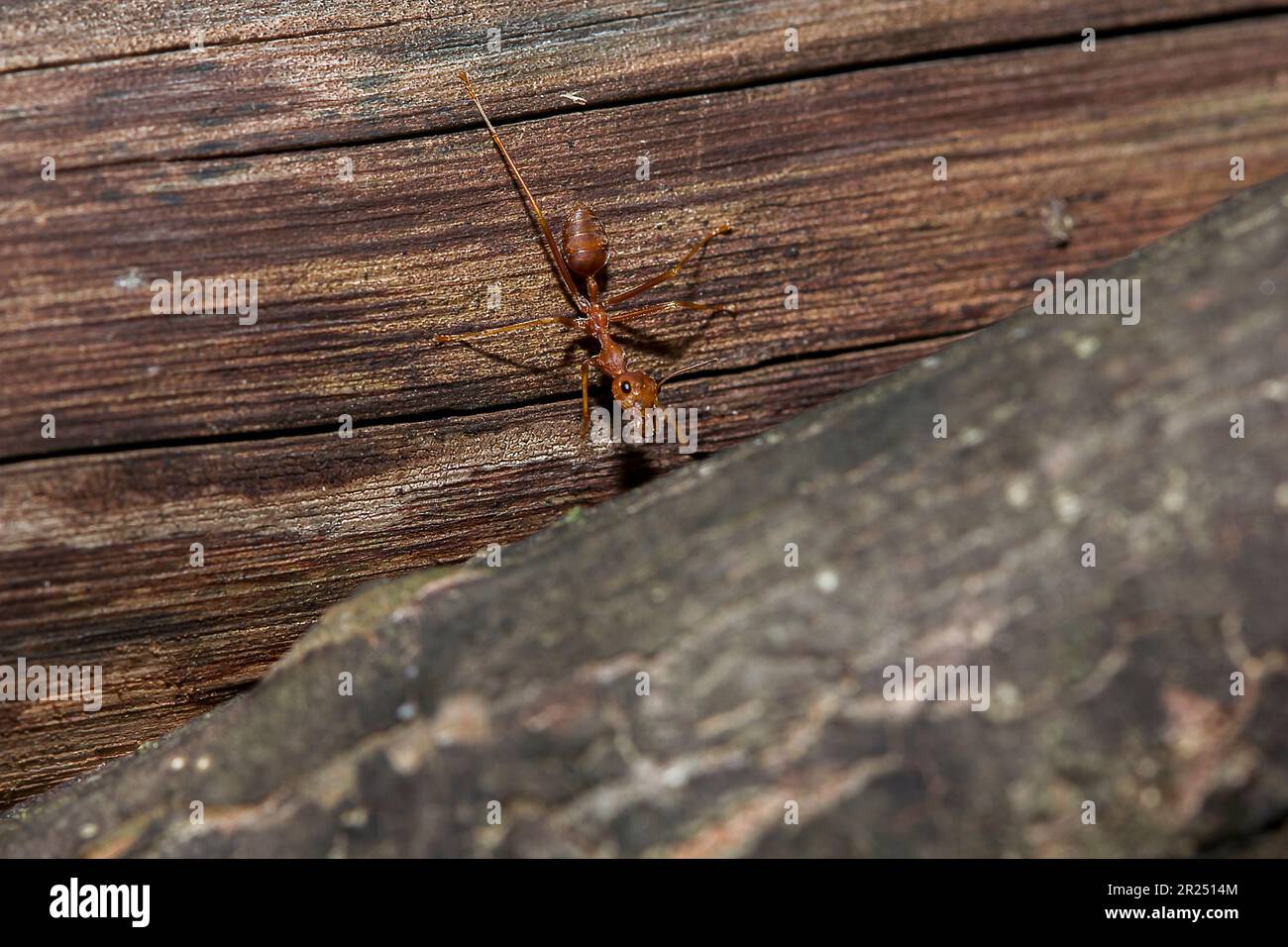 Red ant on the tree Stock Photo - Alamy