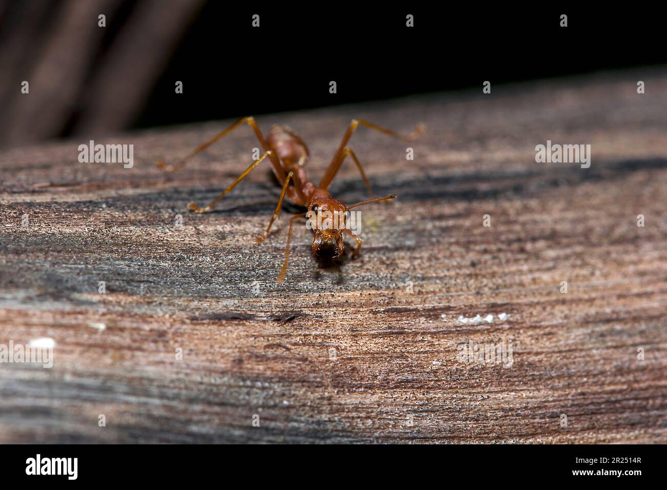 Red wood ants working on hi-res stock photography and images - Alamy