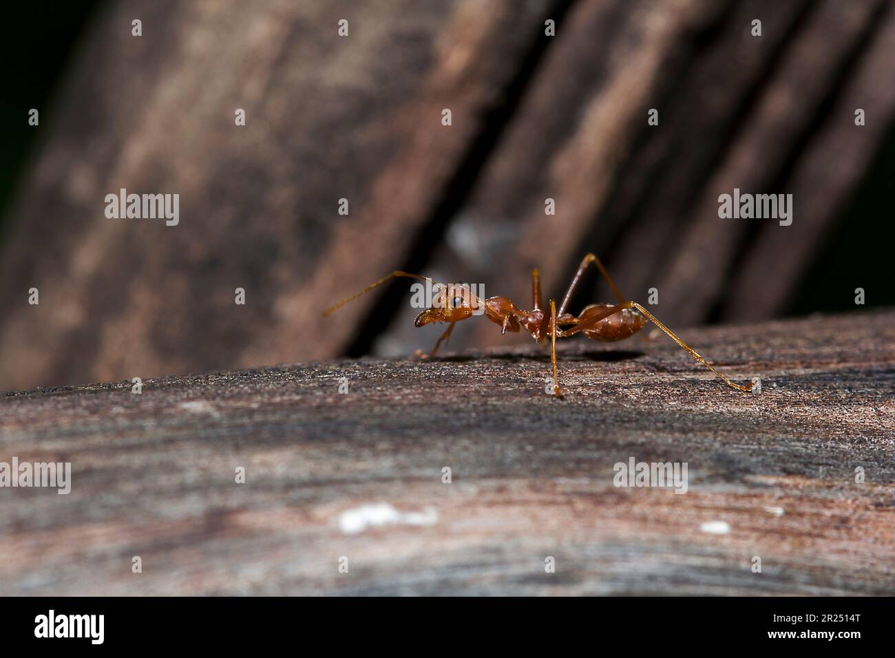 Red wood ants working on hi-res stock photography and images - Alamy