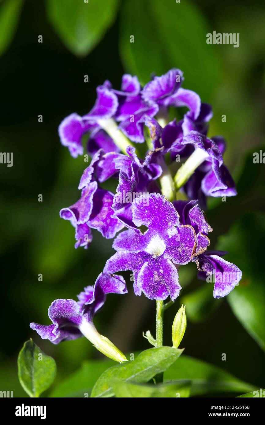 Golden dew drop duranta repens hi-res stock photography and images - Alamy