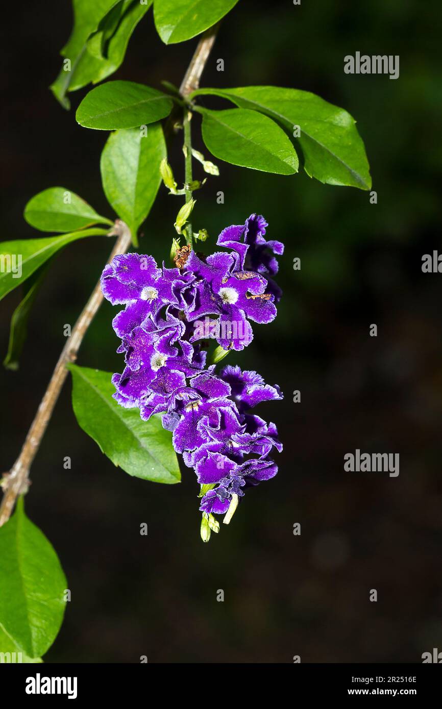 Duranta repens purple flowers with 5 petals Stock Photo - Alamy