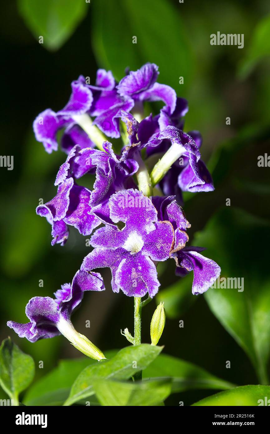 Duranta repens purple flowers with 5 petals Stock Photo - Alamy