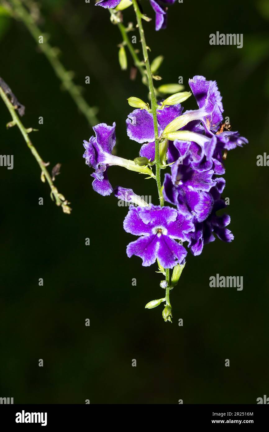 Golden dew drop duranta repens hi-res stock photography and images - Alamy