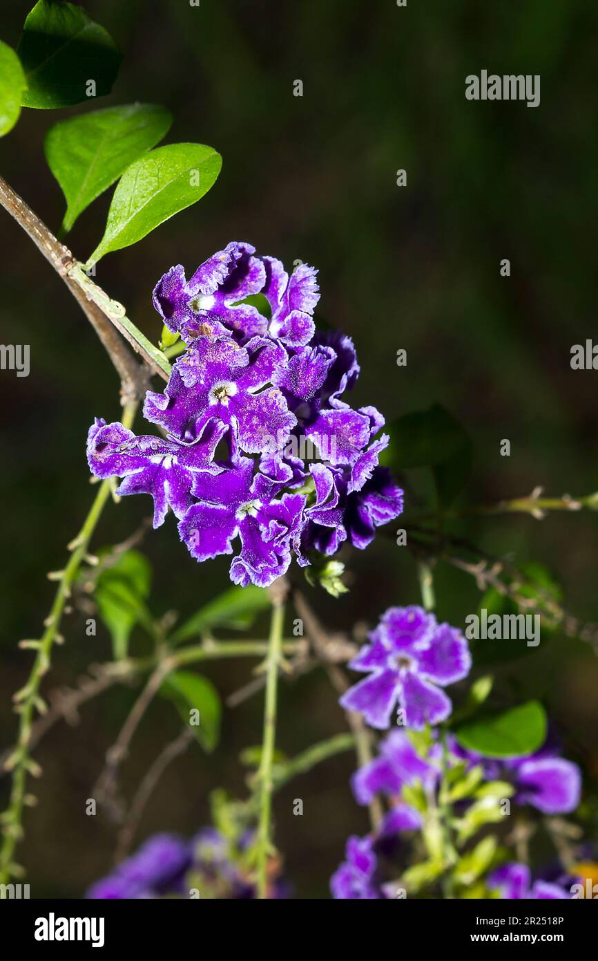 Golden dew drop duranta repens hi-res stock photography and images - Alamy