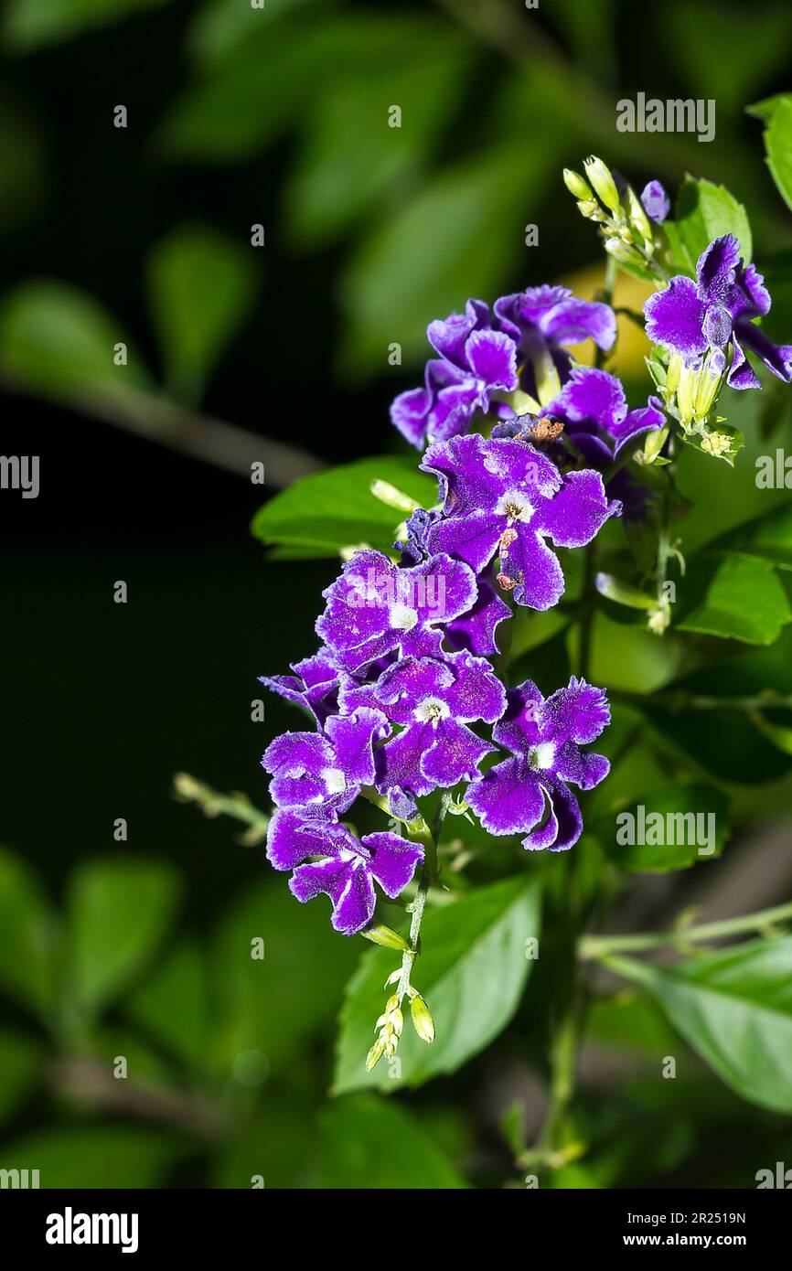 Golden dew drop duranta repens hi-res stock photography and images - Alamy