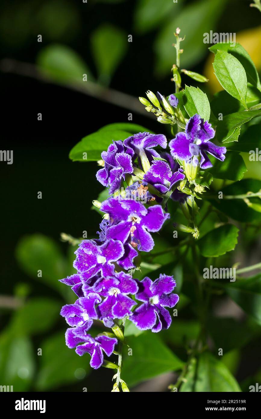 Golden dew drop duranta repens hi-res stock photography and images - Alamy
