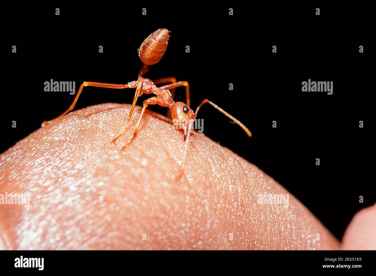 Red ants on the fingers Stock Photo - Alamy