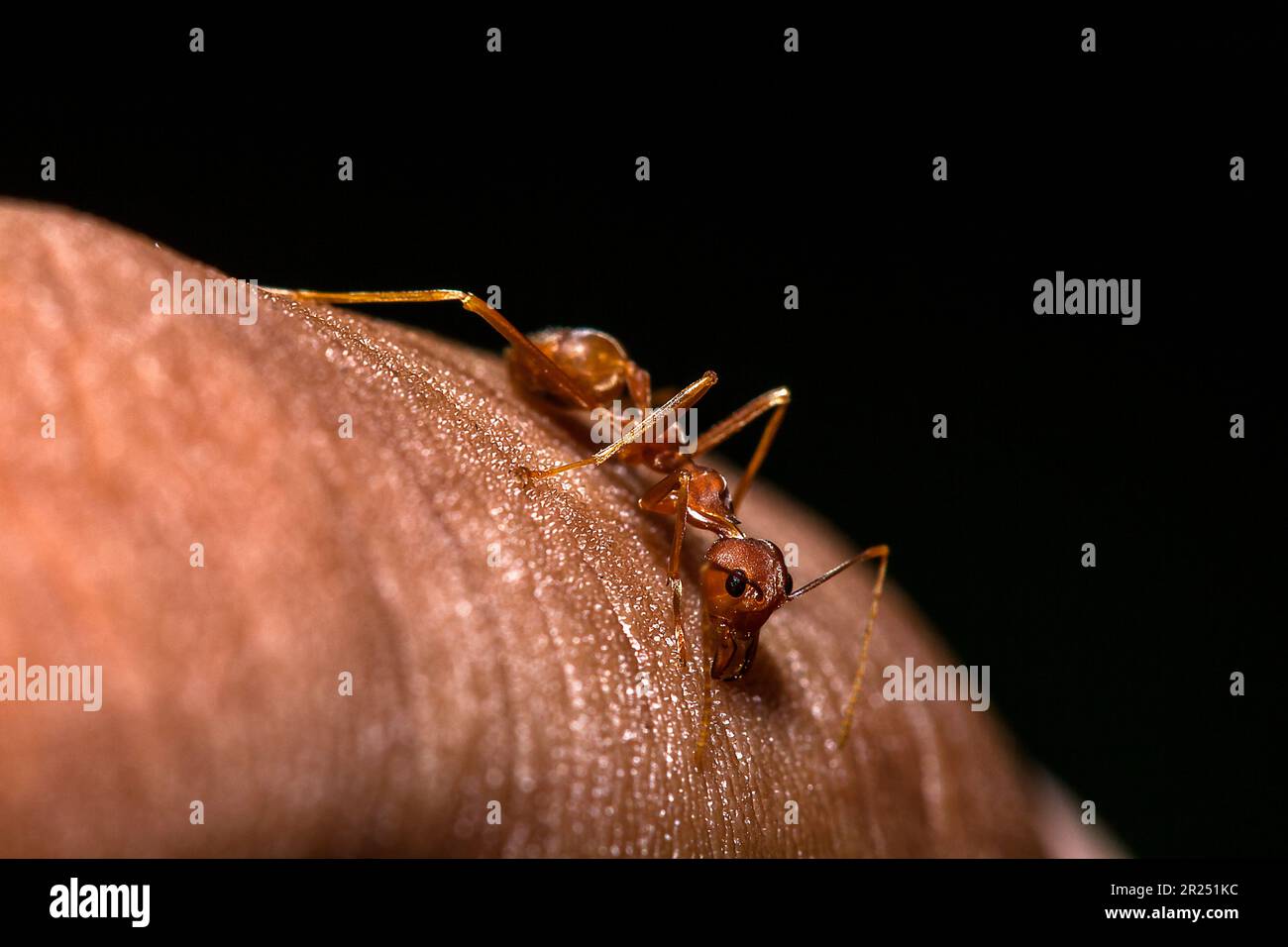 Fire ants hand hi-res stock photography and images - Alamy