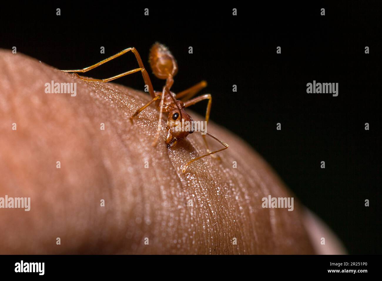Red ants on the fingers Stock Photo - Alamy