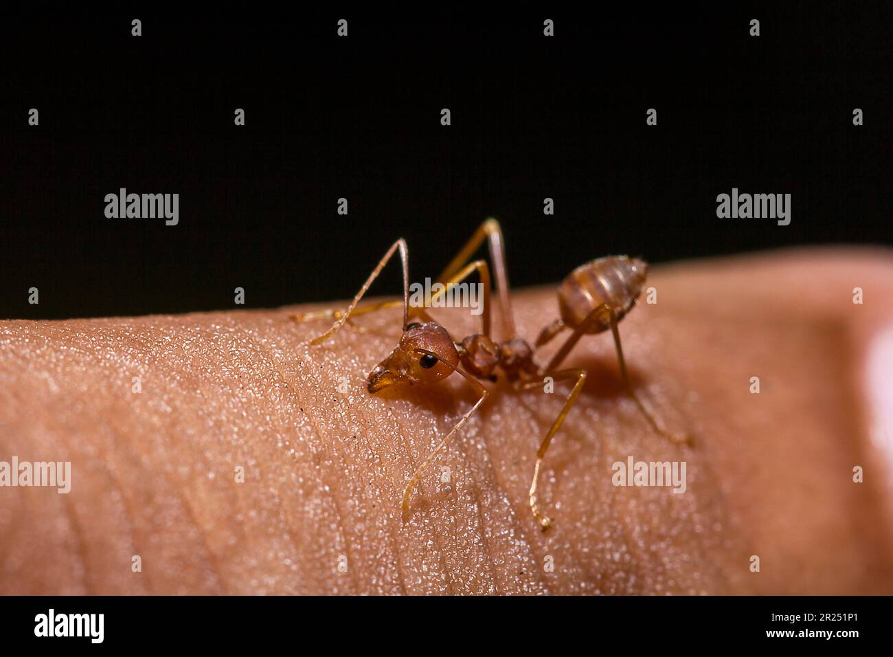 Red ants on the fingers Stock Photo - Alamy