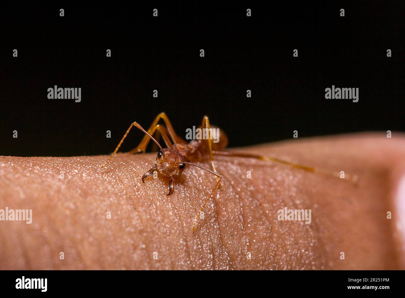 Red ants on the fingers Stock Photo - Alamy