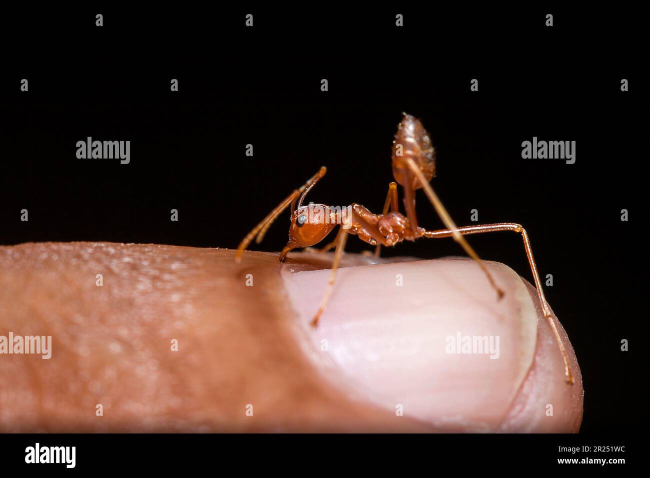 Fire ants hand hi-res stock photography and images - Alamy