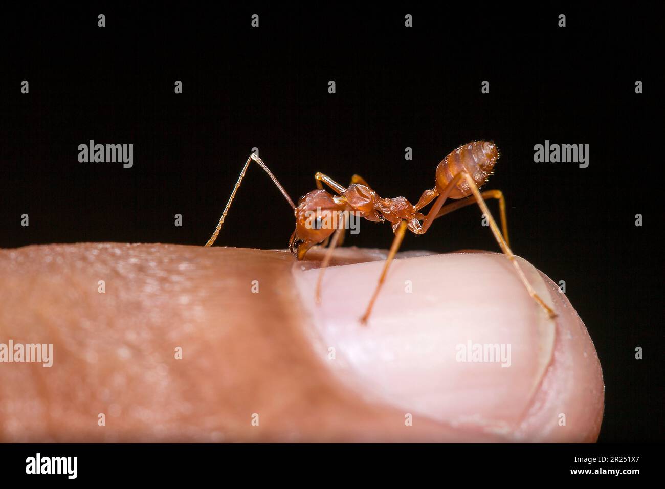 Red ants on the fingers Stock Photo - Alamy