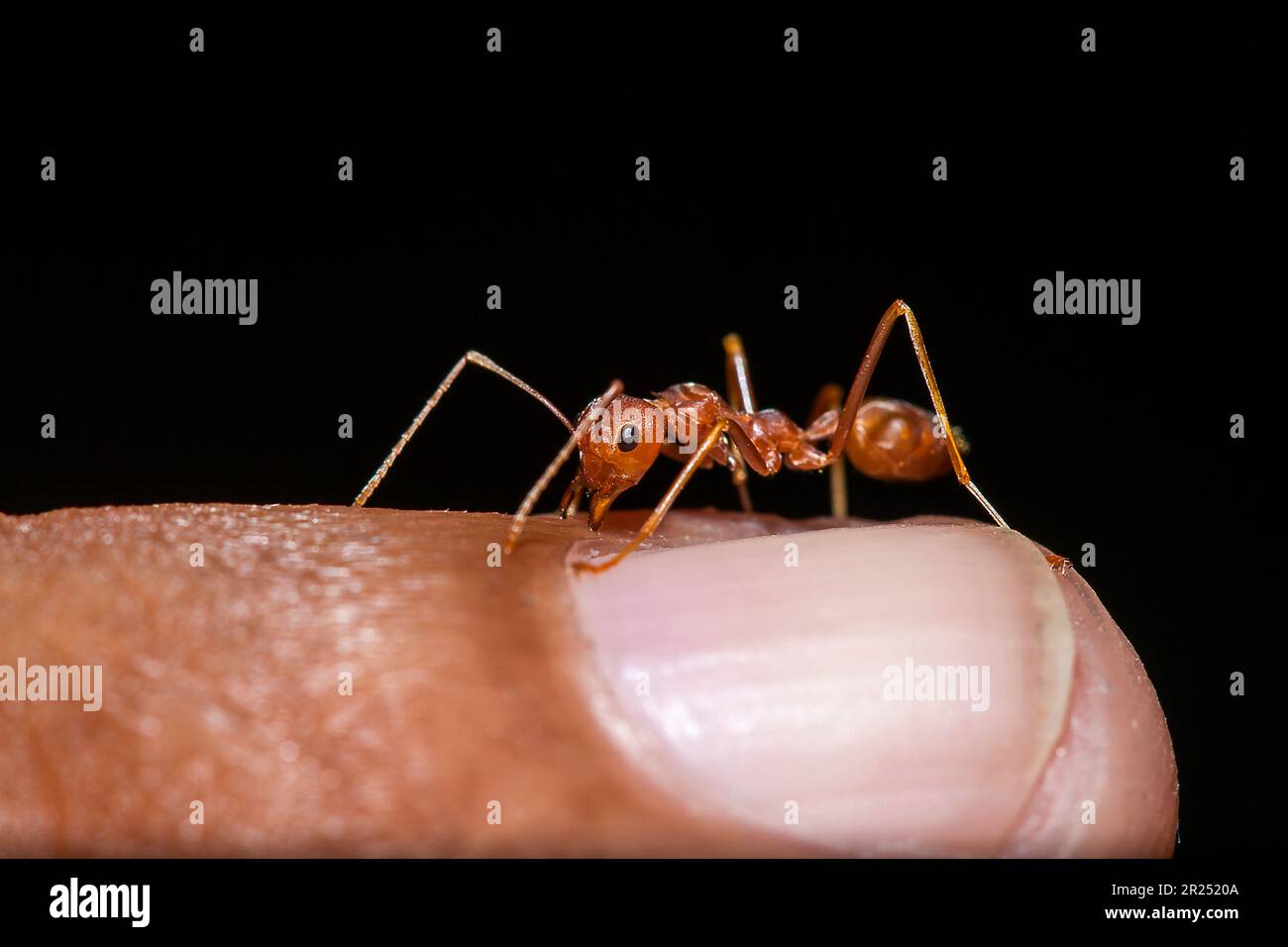 Fire ants hand hi-res stock photography and images - Alamy