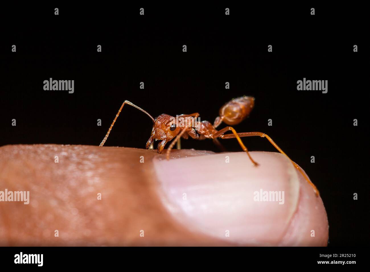 Fire ants hand hi-res stock photography and images - Alamy