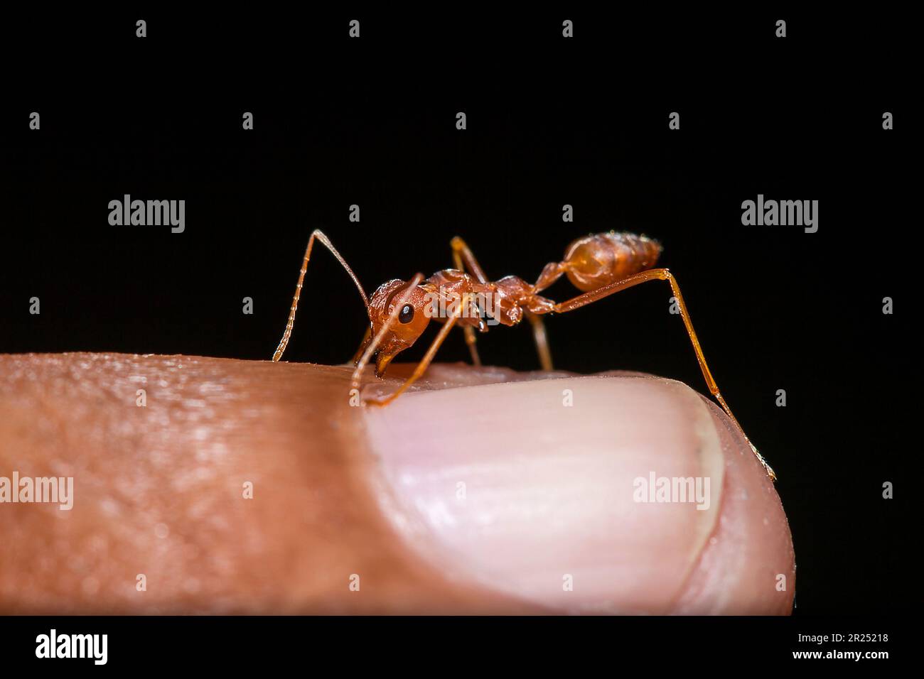 Red ants on the fingers Stock Photo - Alamy