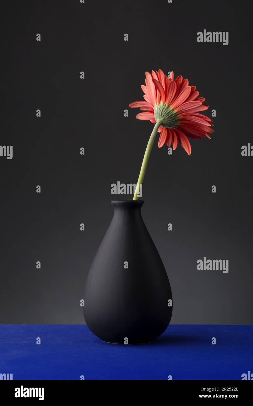 Gerbera in vase on the black background Stock Photo - Alamy