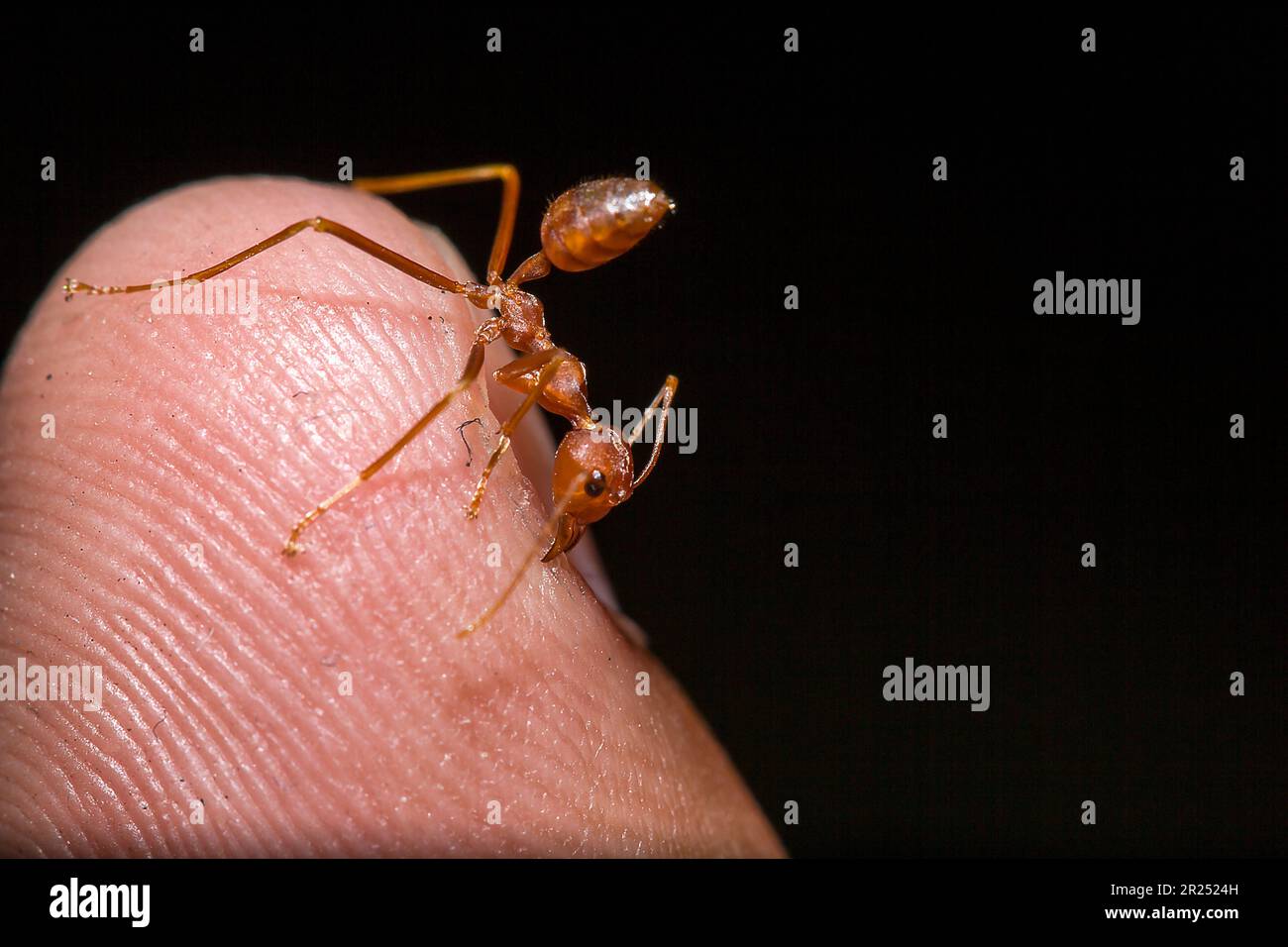 Red ants on the fingers Stock Photo - Alamy