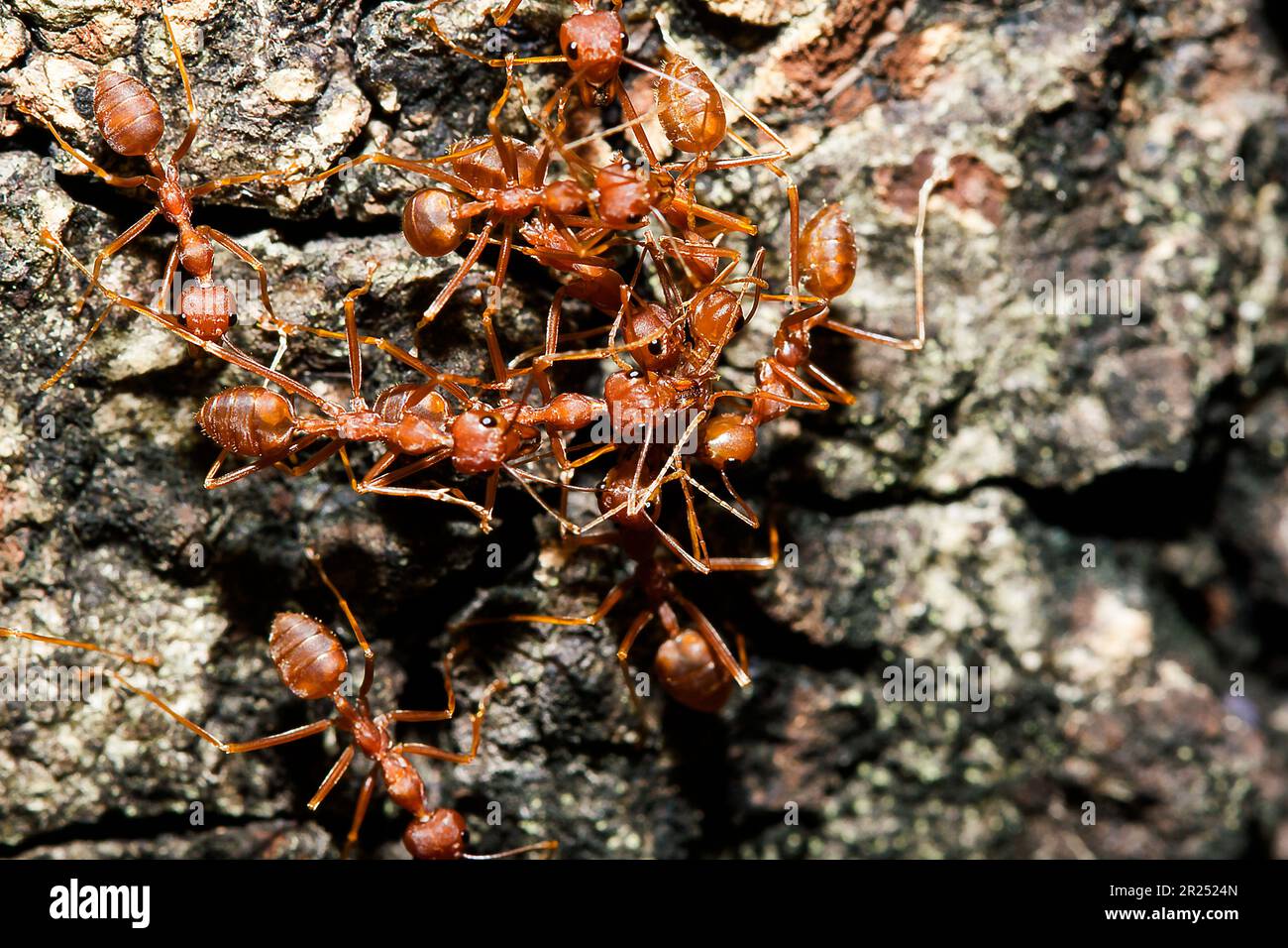 Red ants on the tree, the name of the species Oecophylla smaragdina in ...