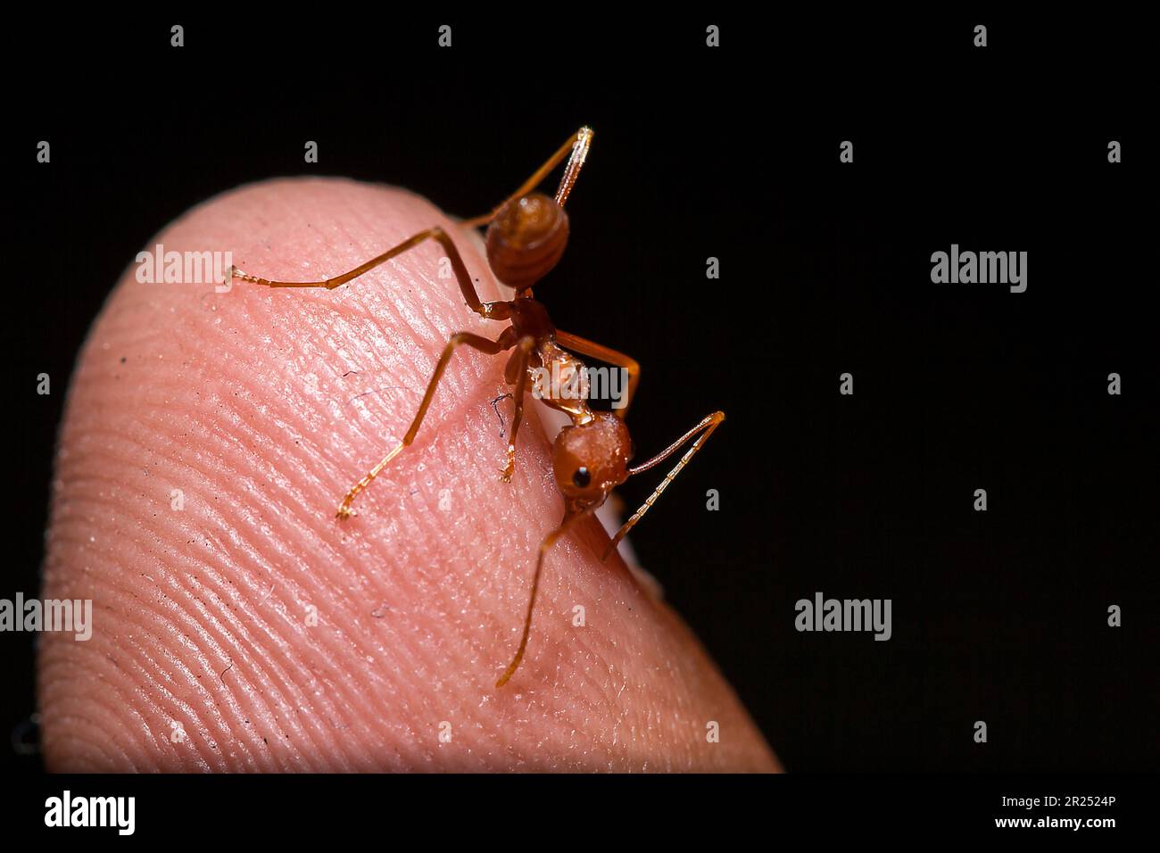 Red ants on the fingers Stock Photo - Alamy