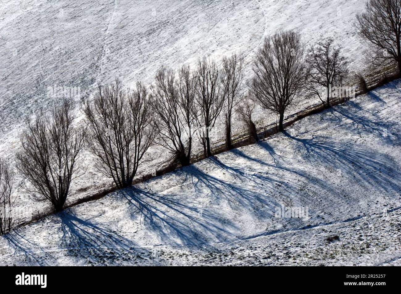 filare d'alberi in un campo innevato Stock Photo - Alamy