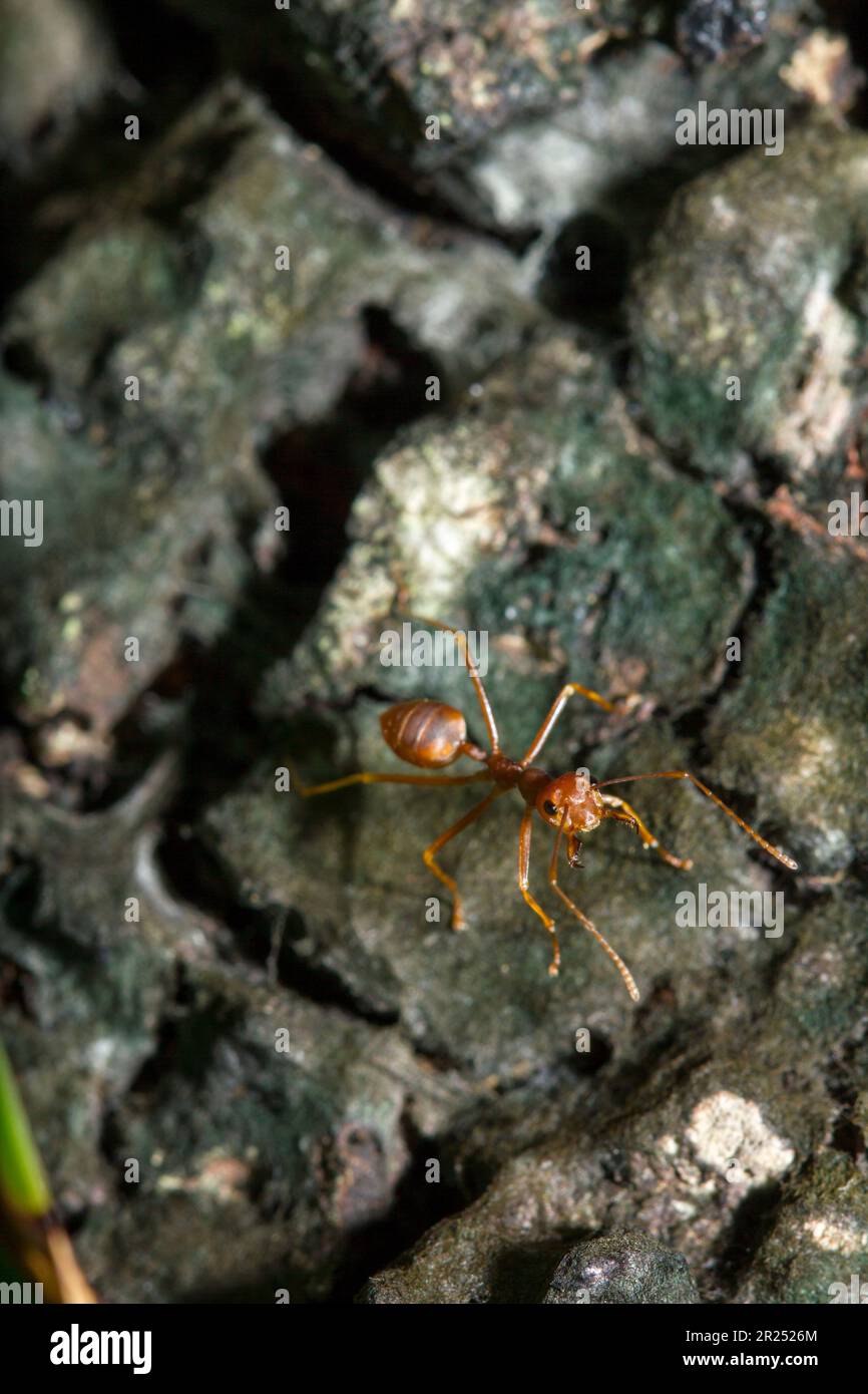 Red ants on the tree, the name of the species Oecophylla smaragdina in ...