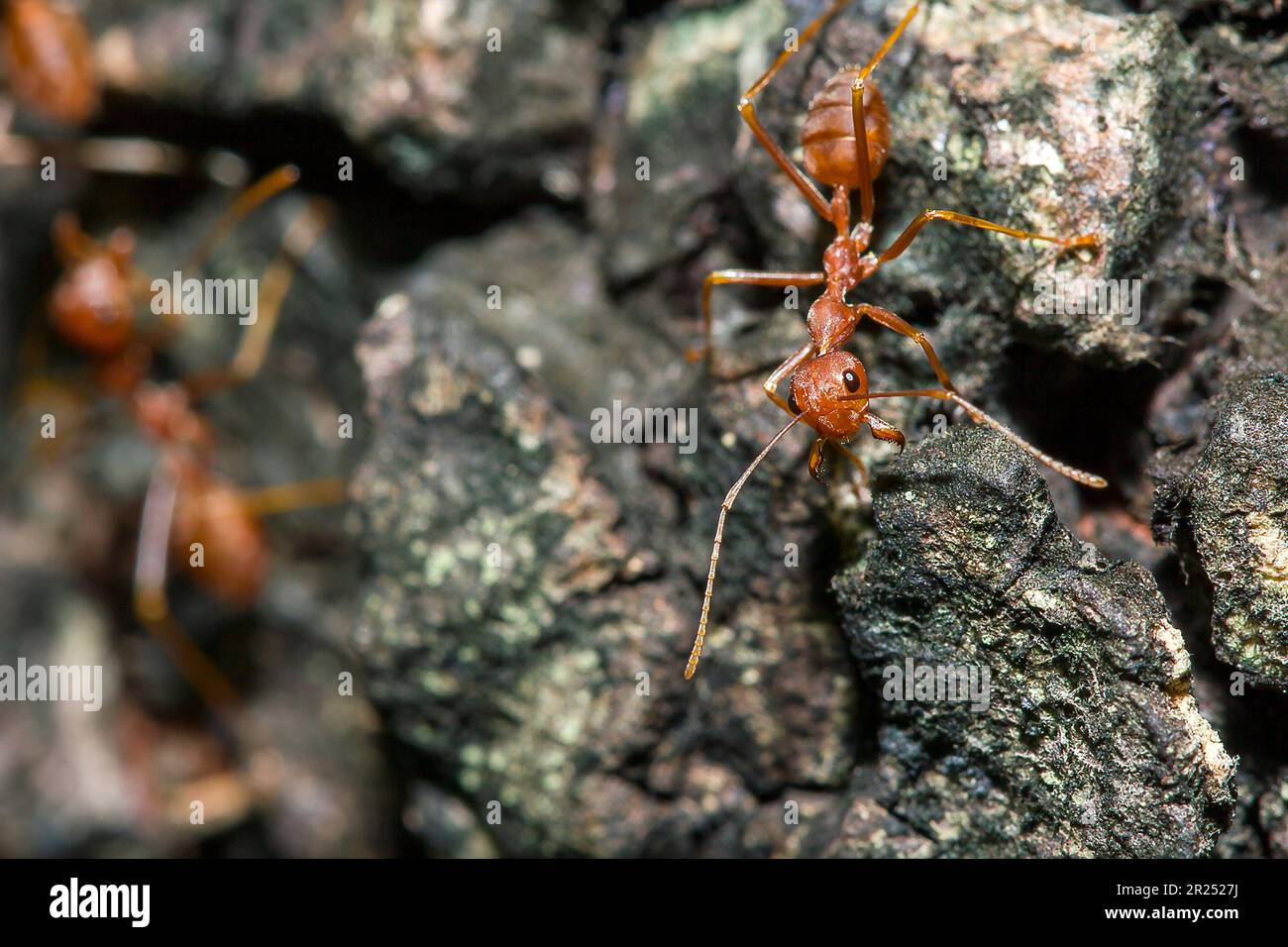 Red ants on the tree, the name of the species Oecophylla smaragdina in ...