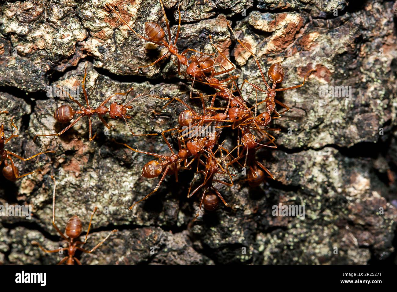 Red ants on the tree, the name of the species Oecophylla smaragdina in ...