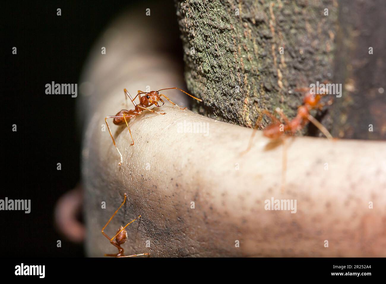 Red ants on the tree, the name of the species Oecophylla smaragdina in ...