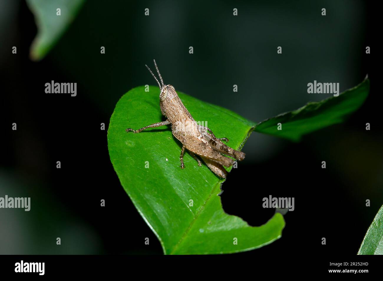 Close up view grasshoppers on hi-res stock photography and images - Alamy