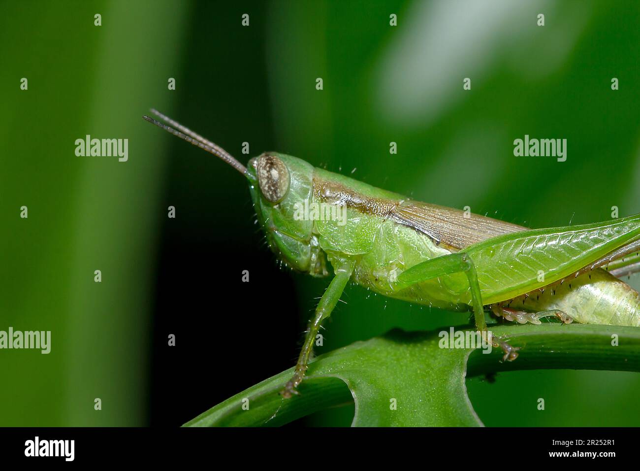 Grasshoppers on green leaves Making it look harmonious with nature and ...
