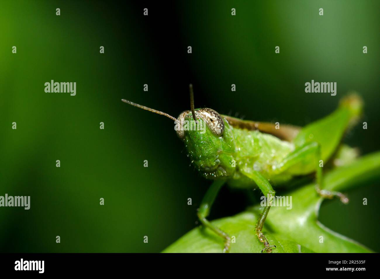 Colorful grasshoppers hi-res stock photography and images - Alamy