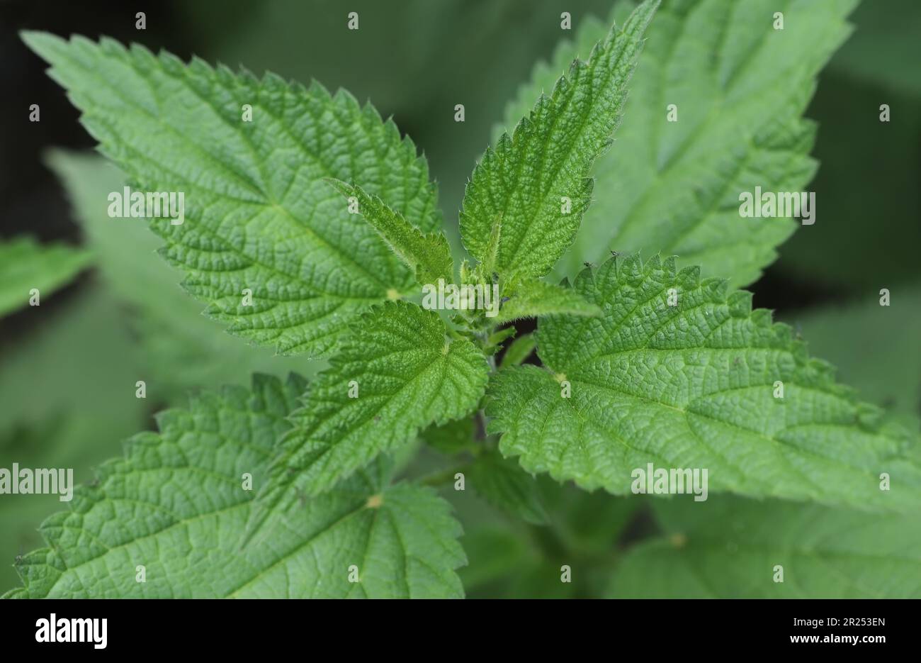 Leaf of a nettle Stock Photo - Alamy