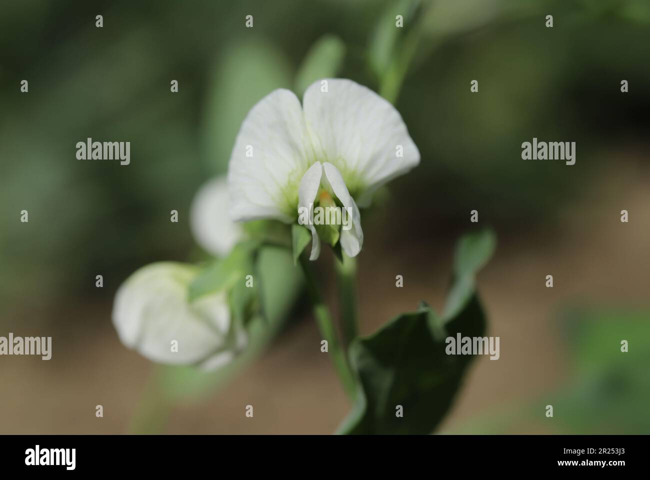 Snap pea blossom hi-res stock photography and images - Alamy