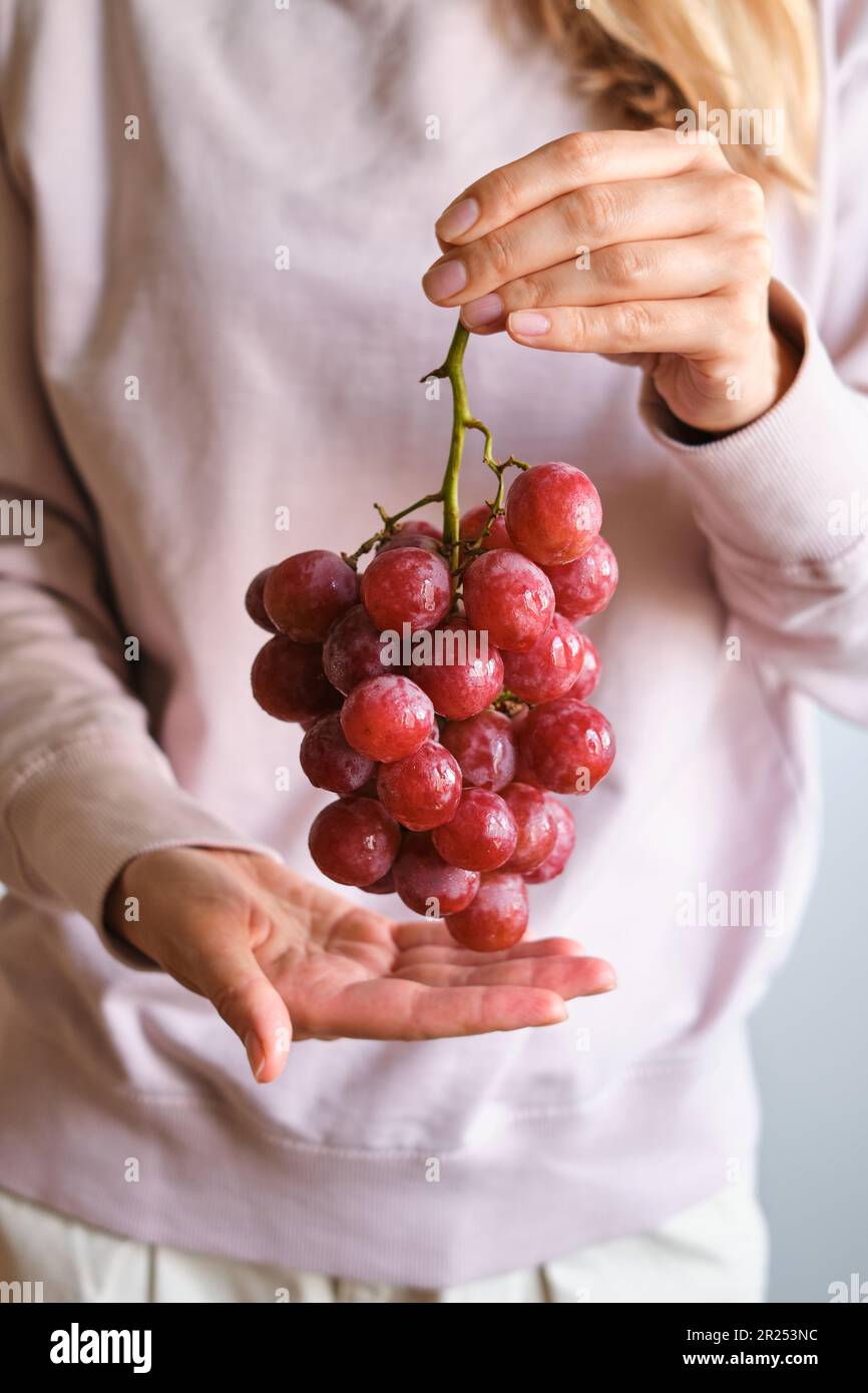 Bunch of grapes in the hands of a girl. Handpicked ripe grapes closeup ...