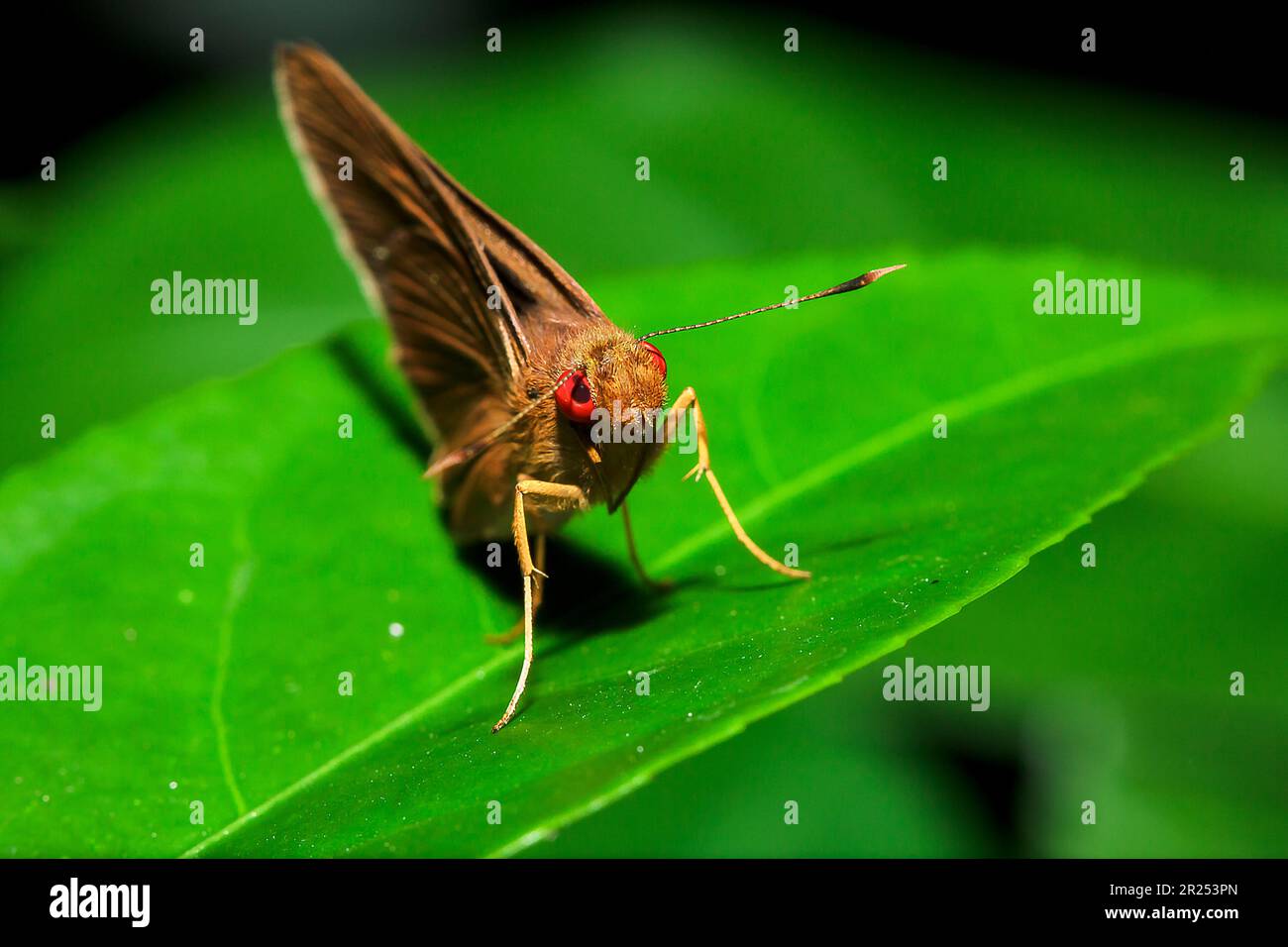Matapa aria on the leaves is a butterfly in the family Hesperiidae ...