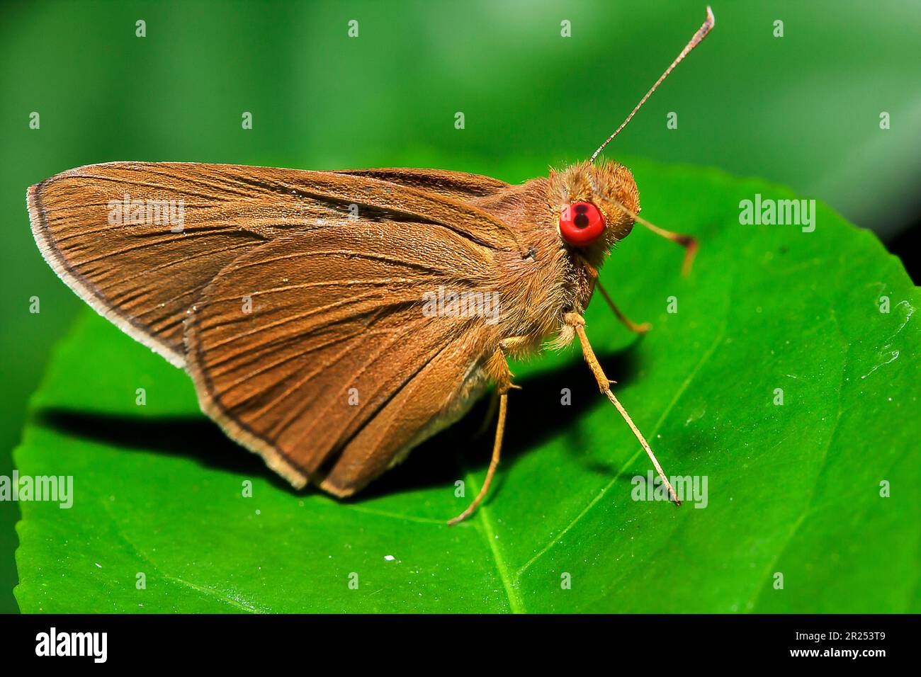Matapa aria on the leaves is a butterfly in the family Hesperiidae ...