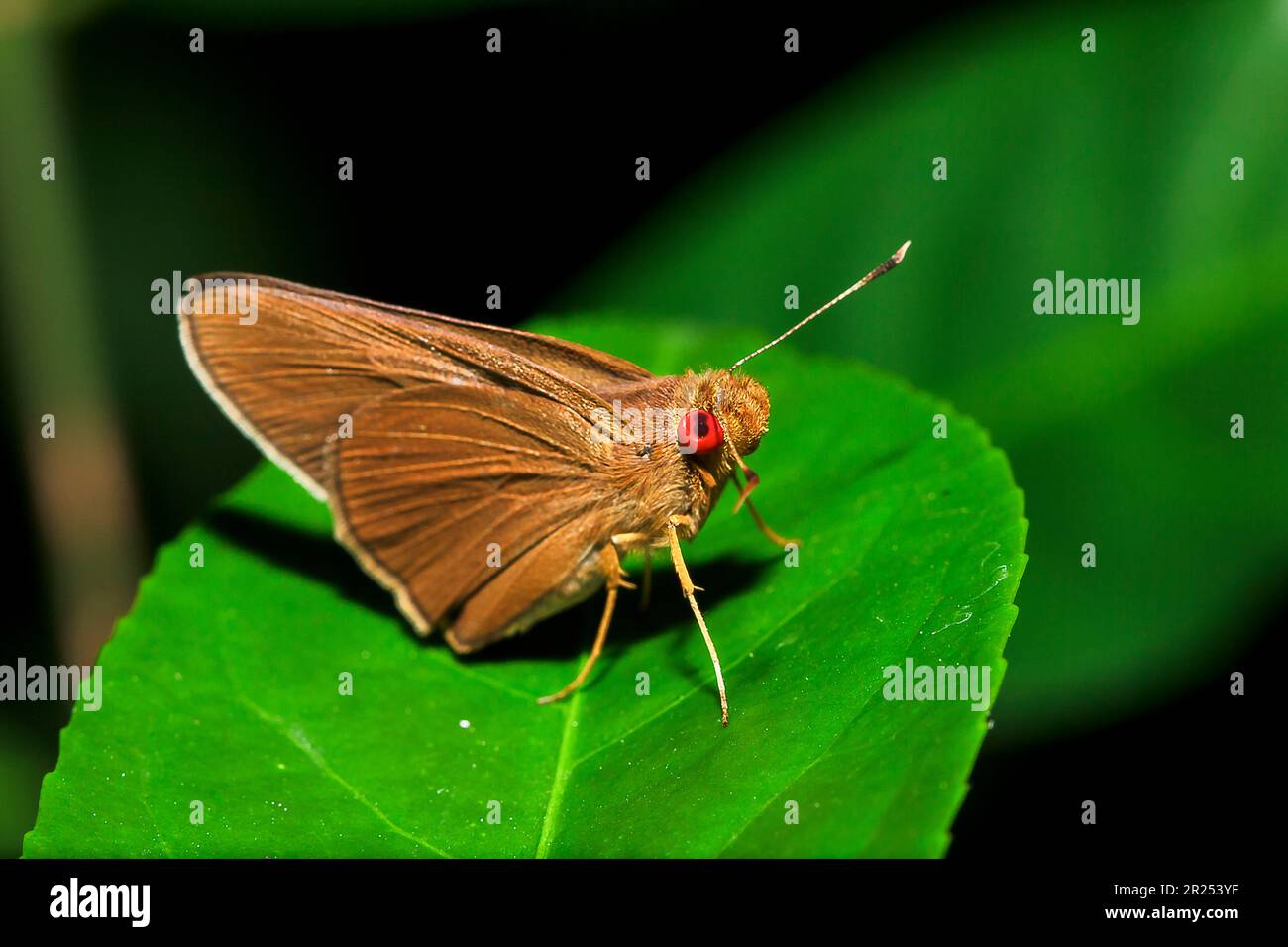 Matapa aria on the leaves is a butterfly in the family Hesperiidae ...