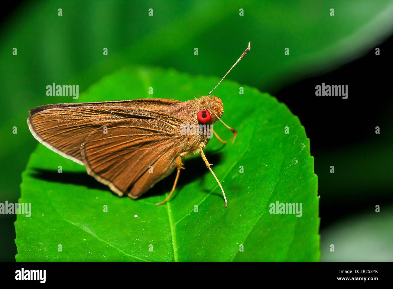 Matapa aria on the leaves is a butterfly in the family Hesperiidae ...