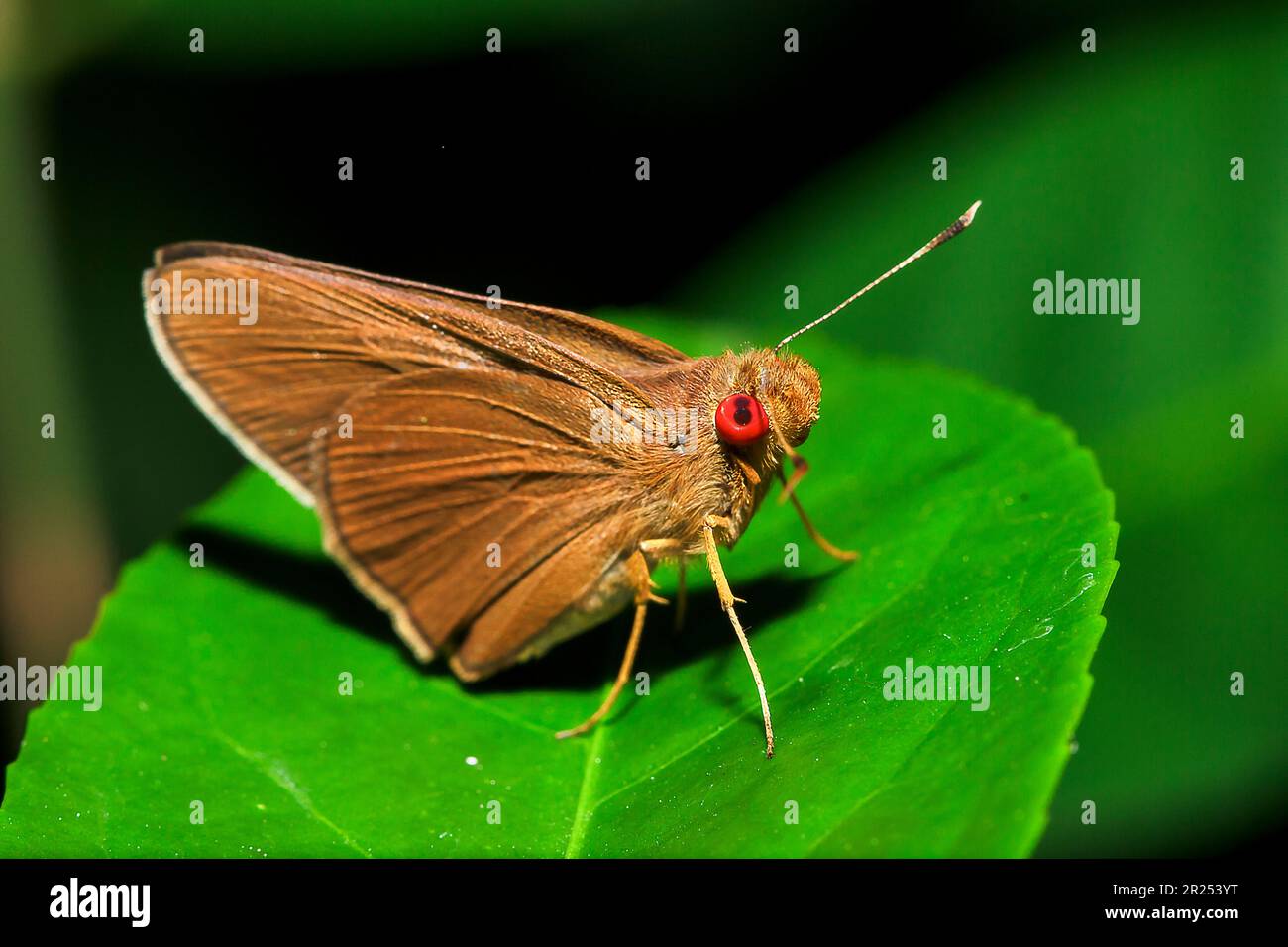 Matapa aria on the leaves is a butterfly in the family Hesperiidae ...