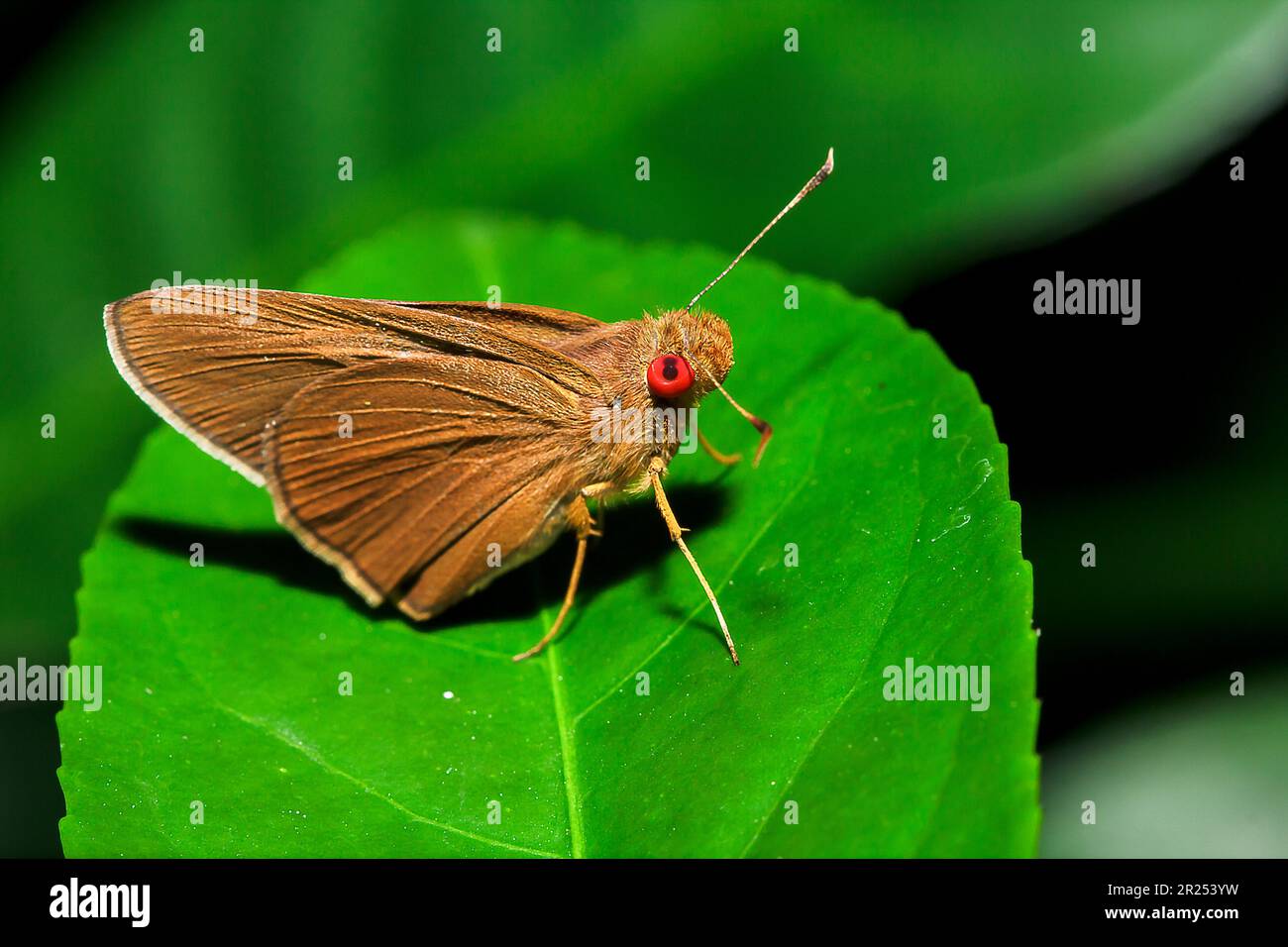 Matapa aria on the leaves is a butterfly in the family Hesperiidae ...